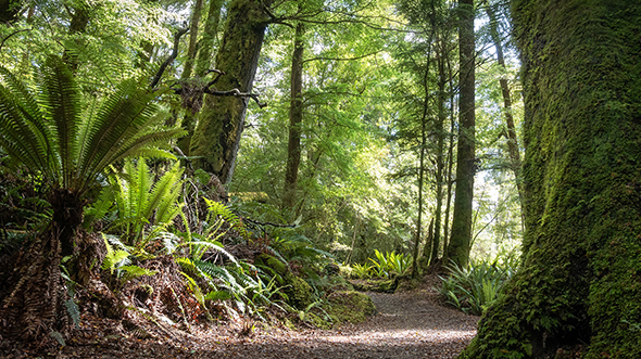 Natural: Enterprise GIS for PF Olsen - Woolpert